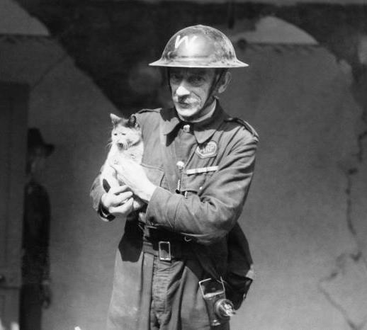 World War II animals